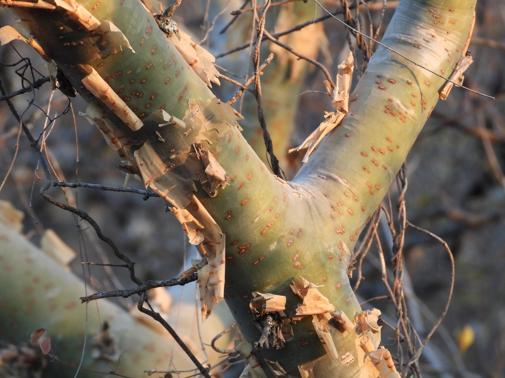 Bursera fagaroides (Kunth) Engl.
