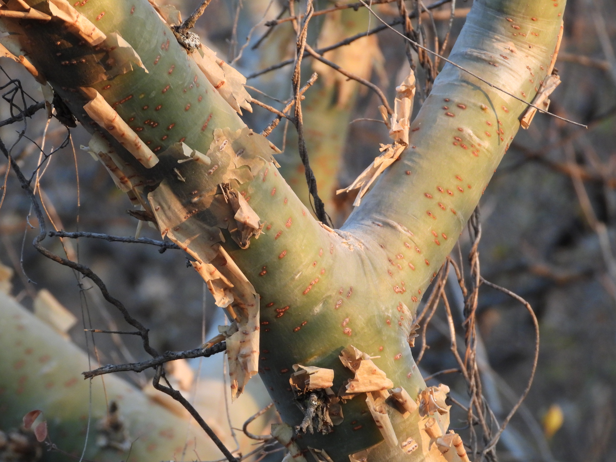 Bursera fagaroides (Kunth) Engl.