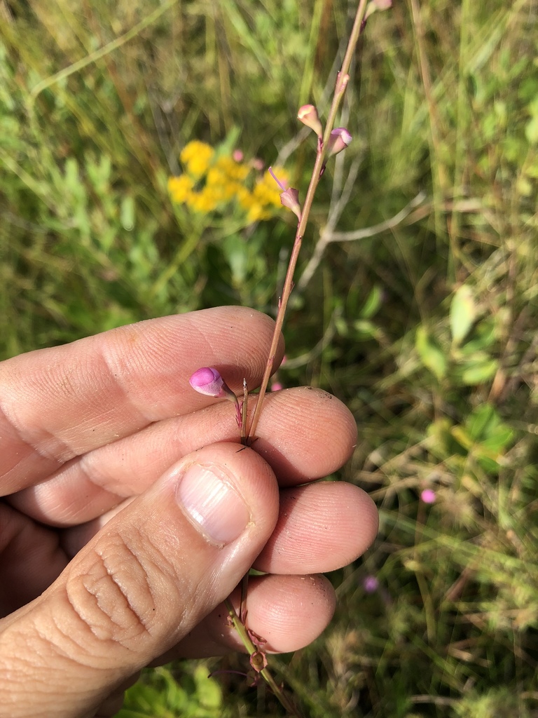 Coastal Plain False Foxglove from Mon Louis Island, Coden, AL, US on ...
