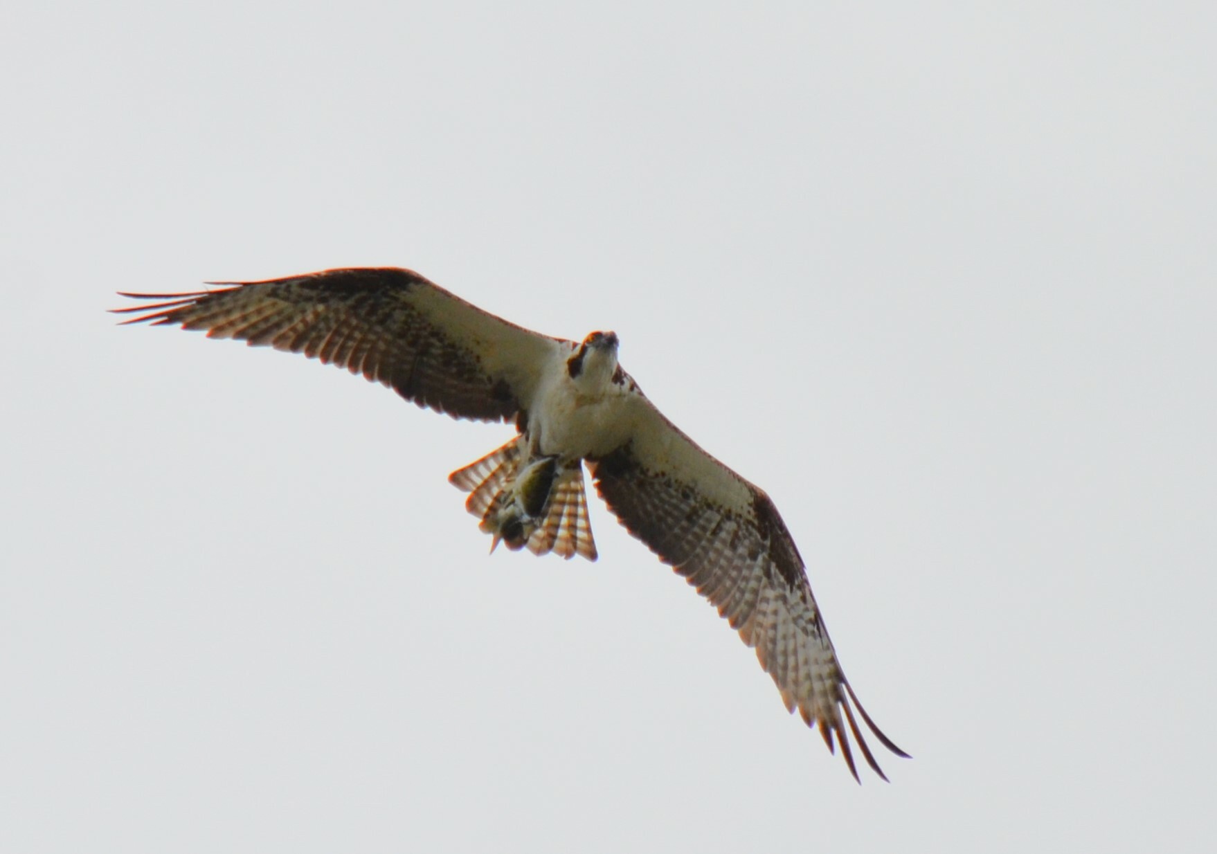 Micropterus floridanus (Lesueur, 1822)