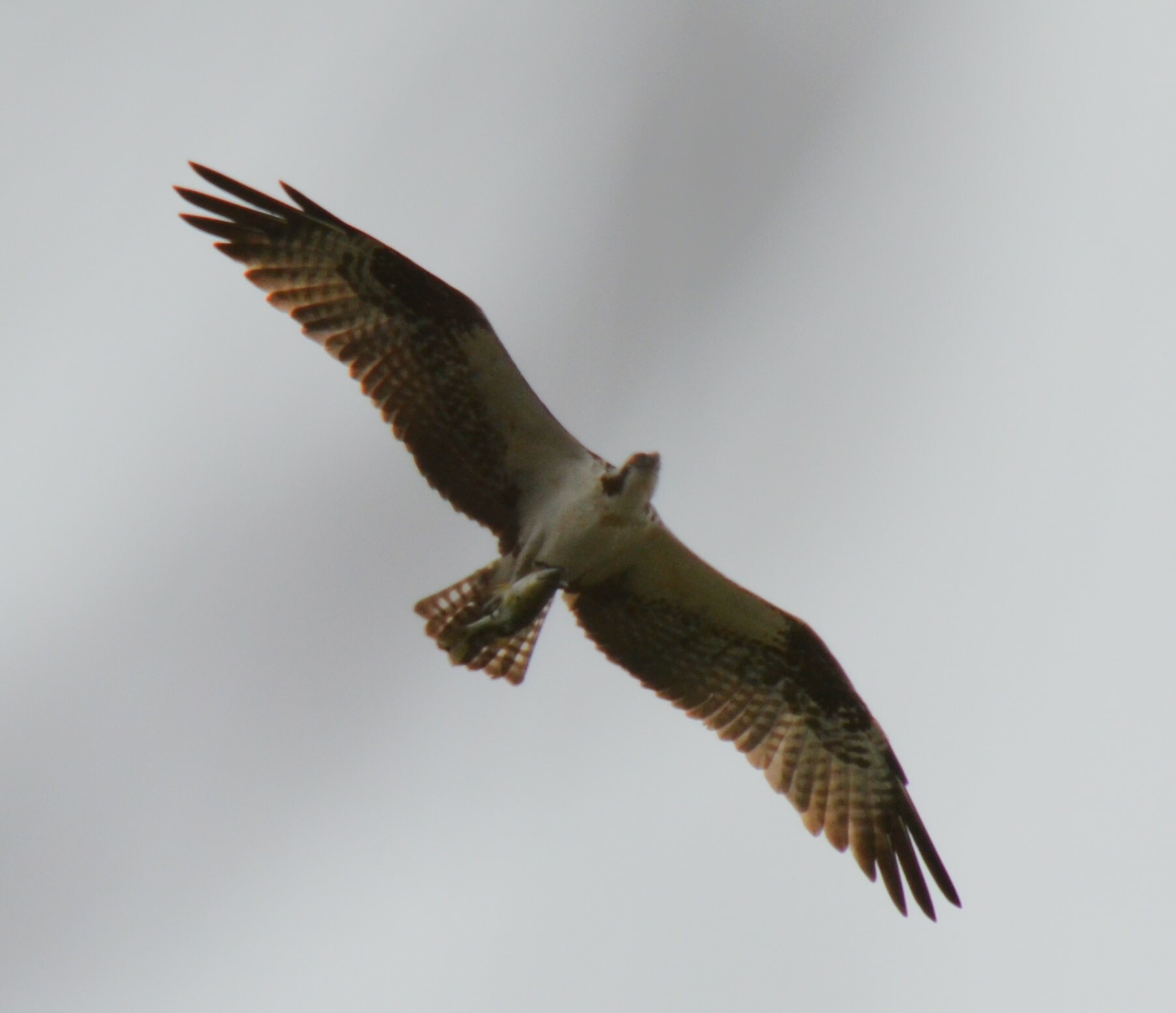 Micropterus floridanus (Lesueur, 1822)