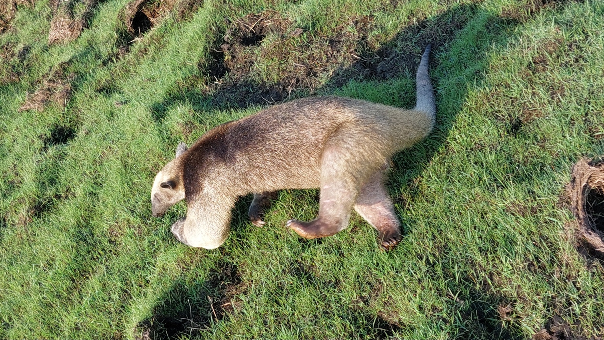 Tamandua tetradactyla (Linnaeus, 1758)