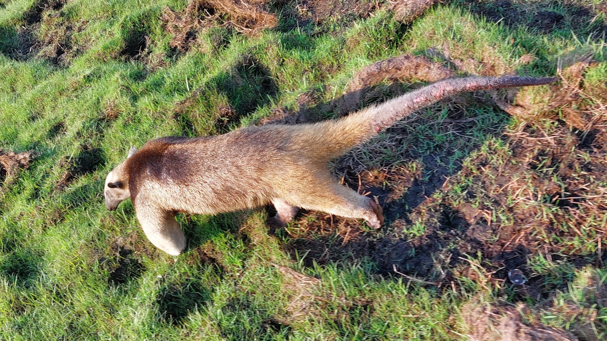Tamandua tetradactyla (Linnaeus, 1758)