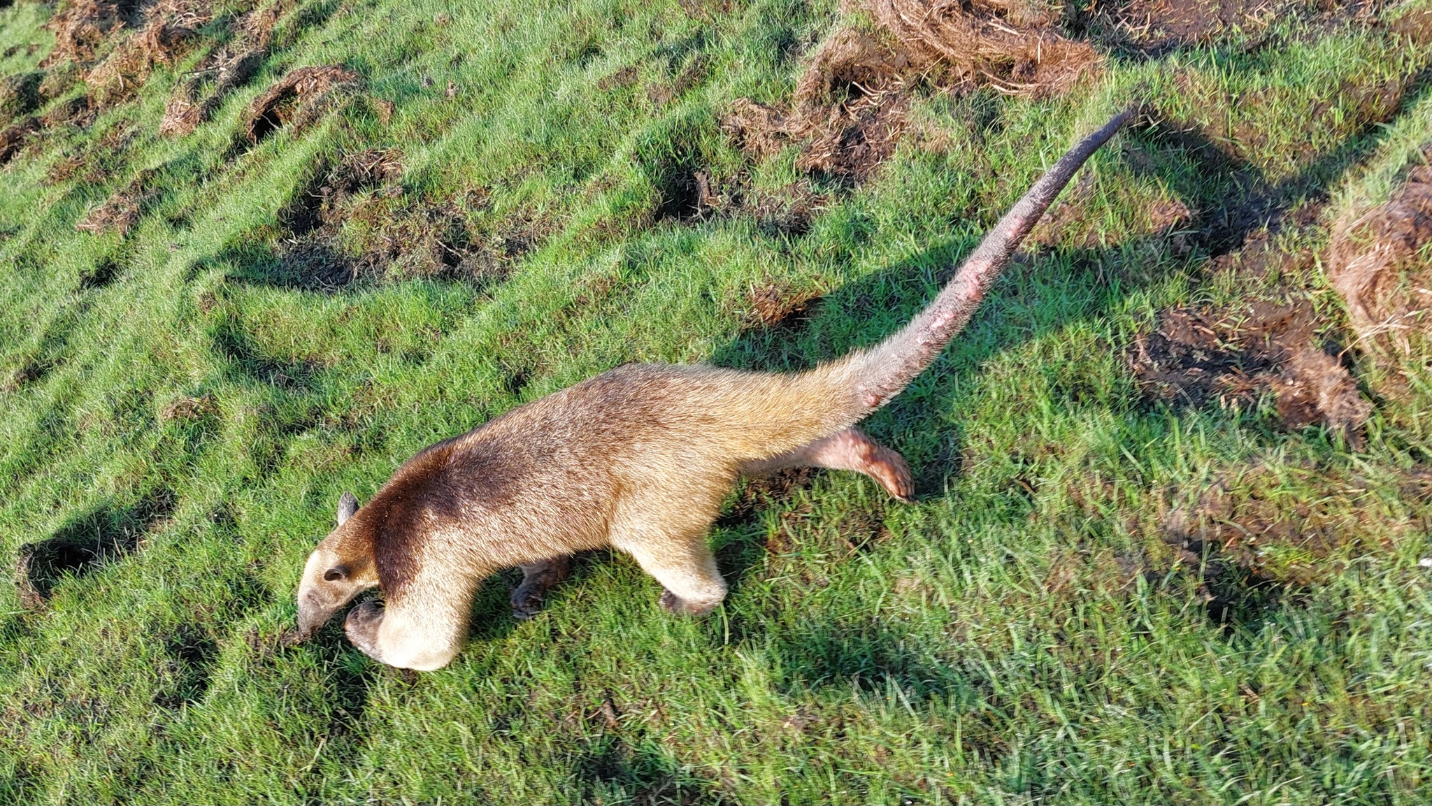 Tamandua tetradactyla (Linnaeus, 1758)