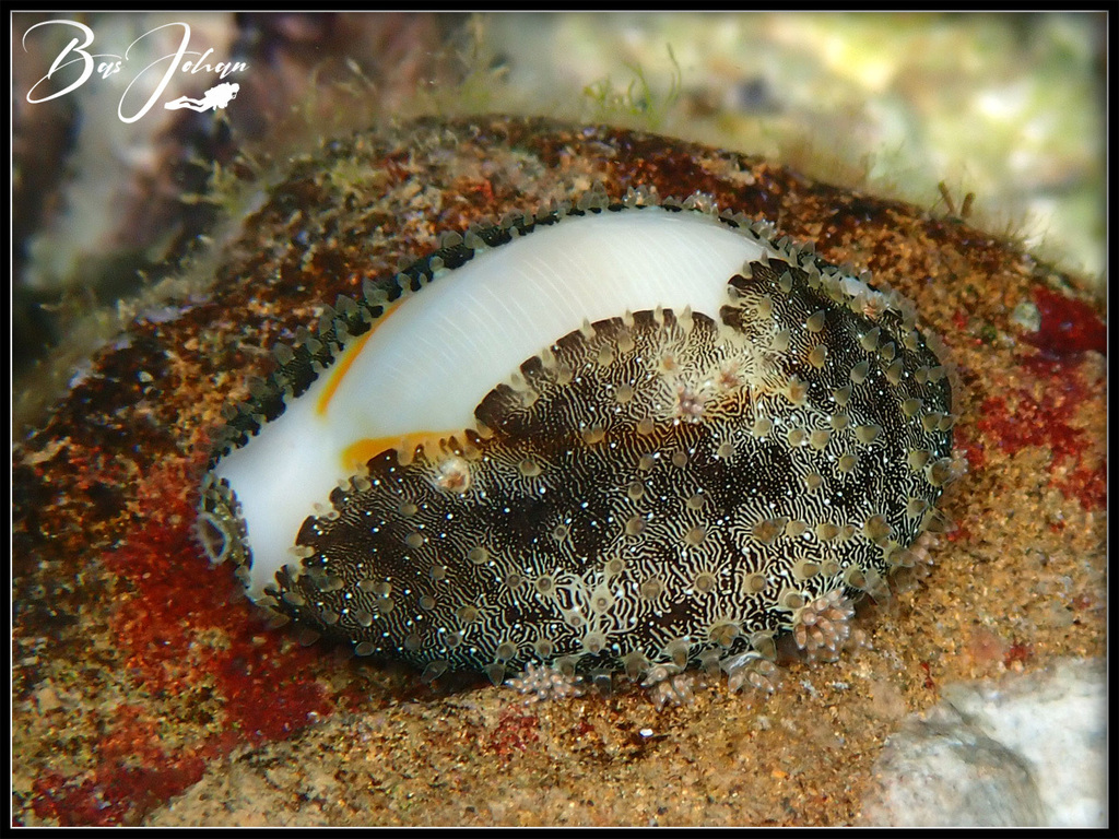 Gold Ring Cowry from Ouémo, Nouméa, Nouvelle-Calédonie on January 02 ...
