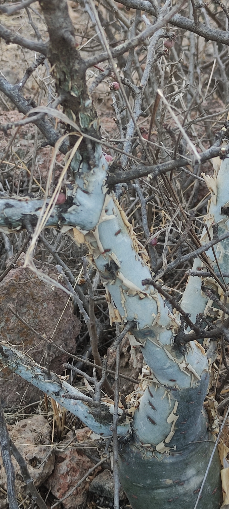 Bursera fagaroides (Kunth) Engl.