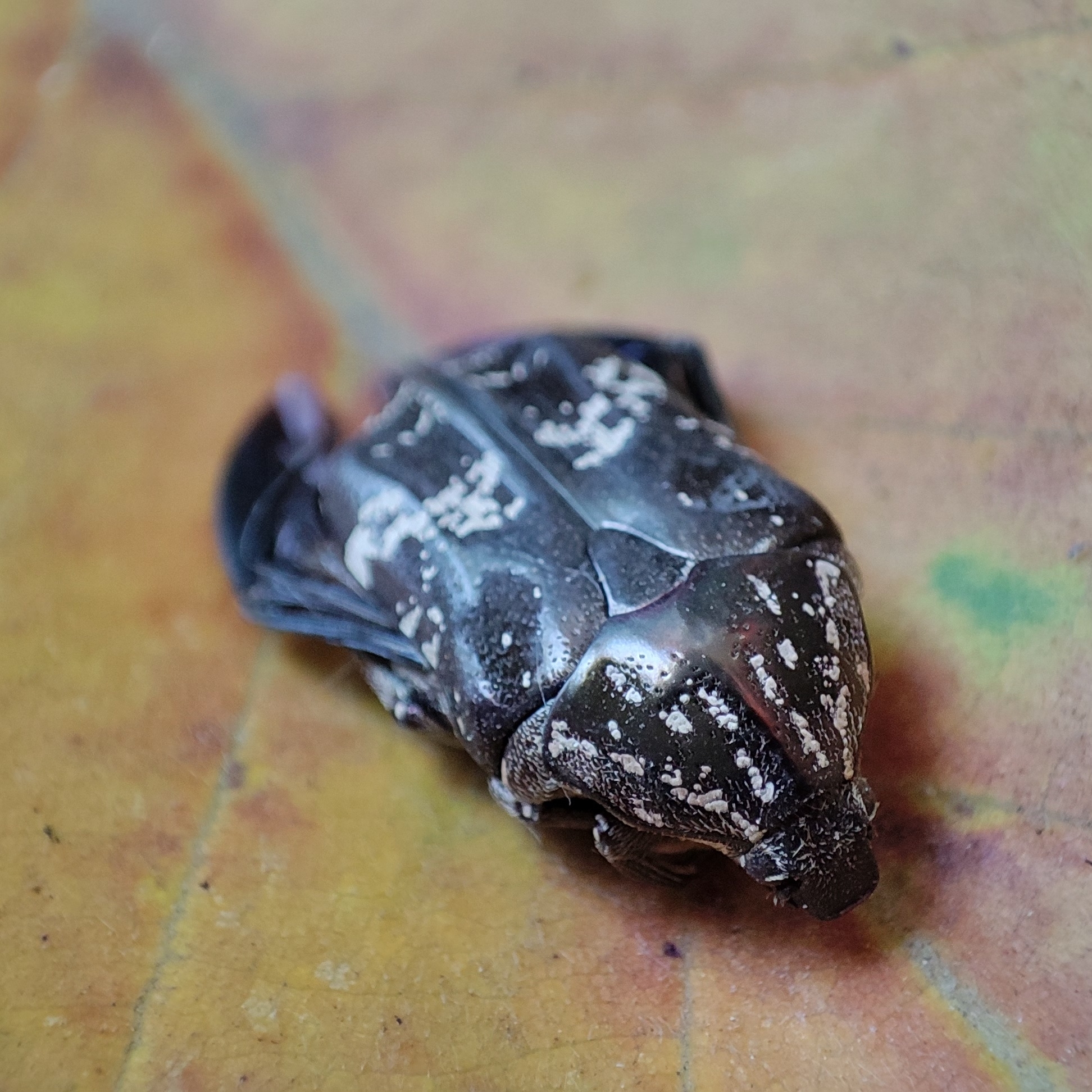 Protaetia acuminata (Fabricius, 1775)