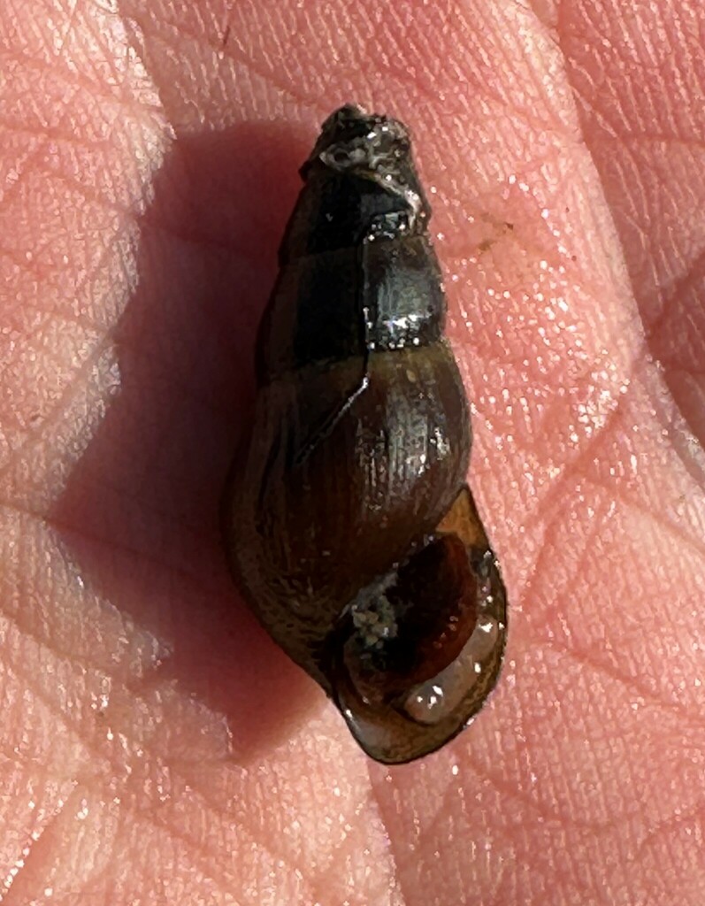 Fluted Elimia from Glen Spring Run, Co. Rd. 20 at Lakewood Dr ...