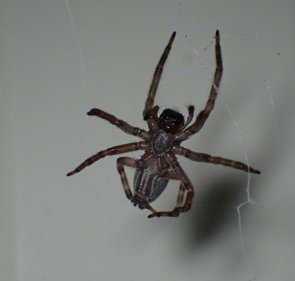 Grey House Spider from 4 Ronald Ct, Somerville VIC 3912, Australia on ...