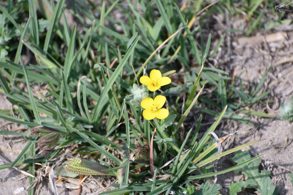 Bigflower Bladderpod from Jim Wells County, TX, USA on February 23 ...