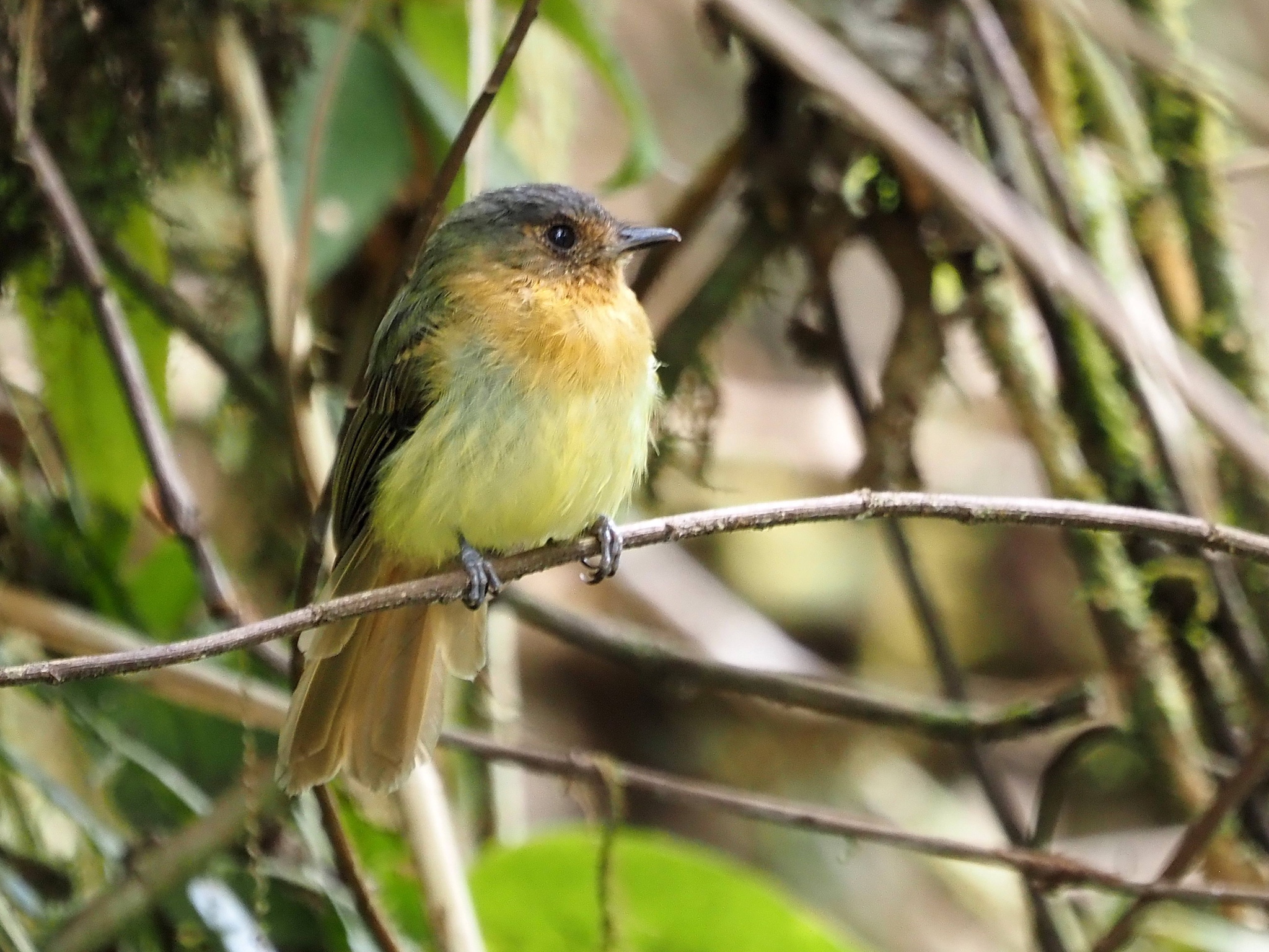 Leptopogon rufipectus (Lafresnaye, 1846)