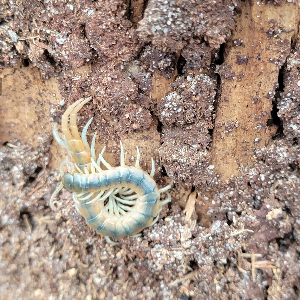 Florida Blue Centipede in February 2023 by Wayne Fidler · iNaturalist