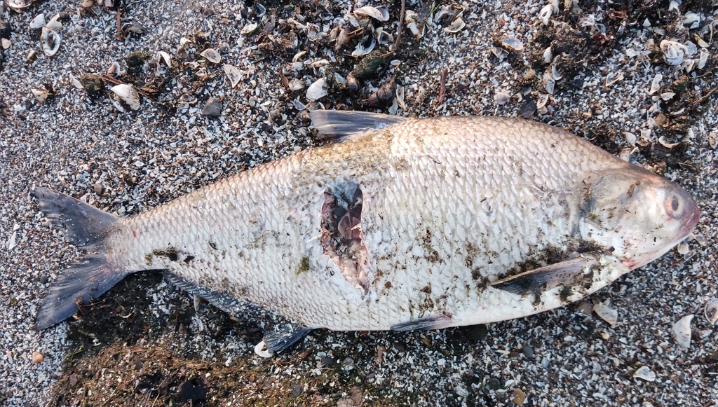American Gizzard Shad from Huron, OH 44839, USA on February 23, 2023 at ...