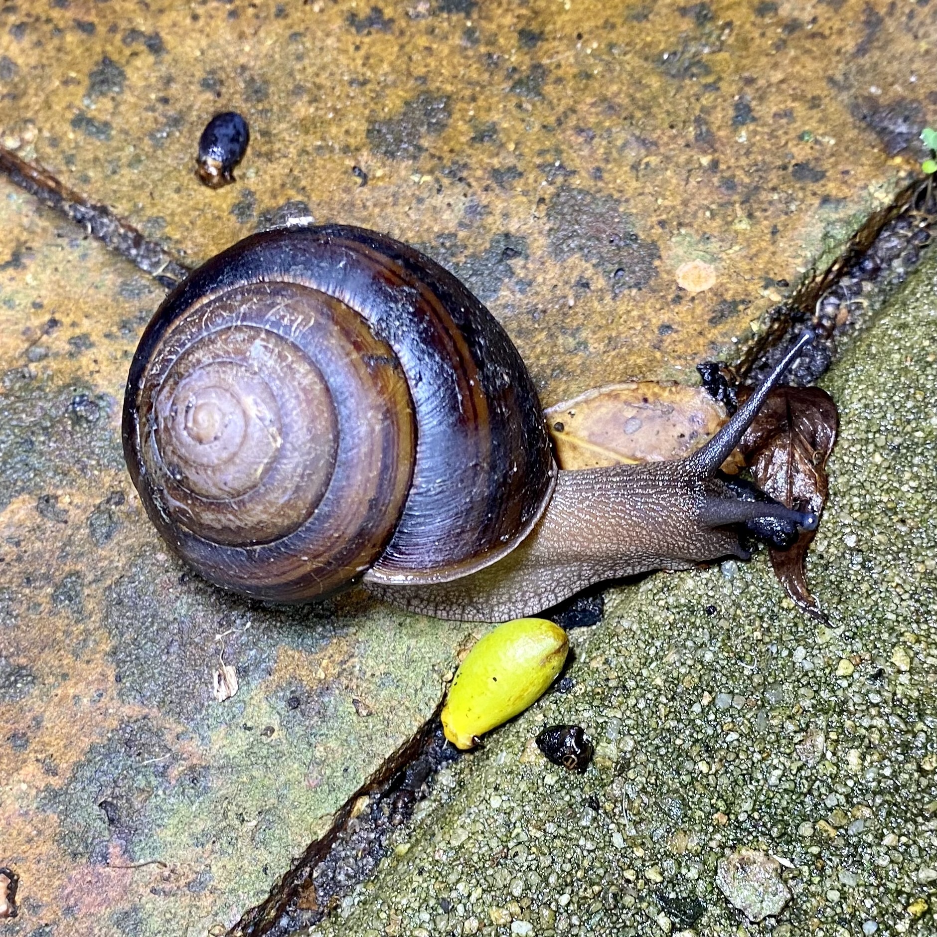 Sphaerospira Mörch, 1867