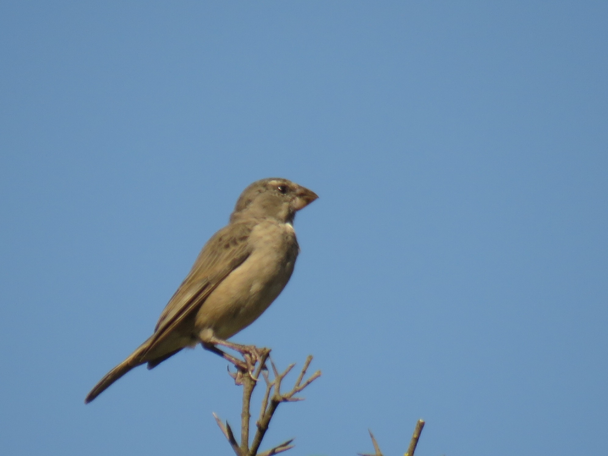 Crithagra albogularis A.Smith, 1833