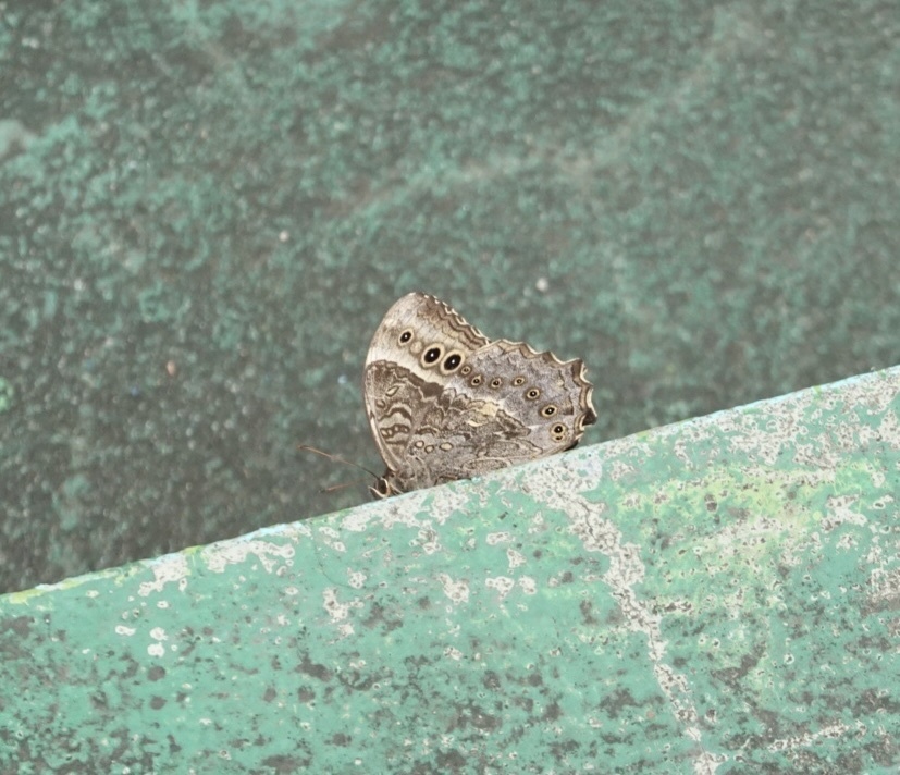 Neope muirheadii (Felder, 1862)