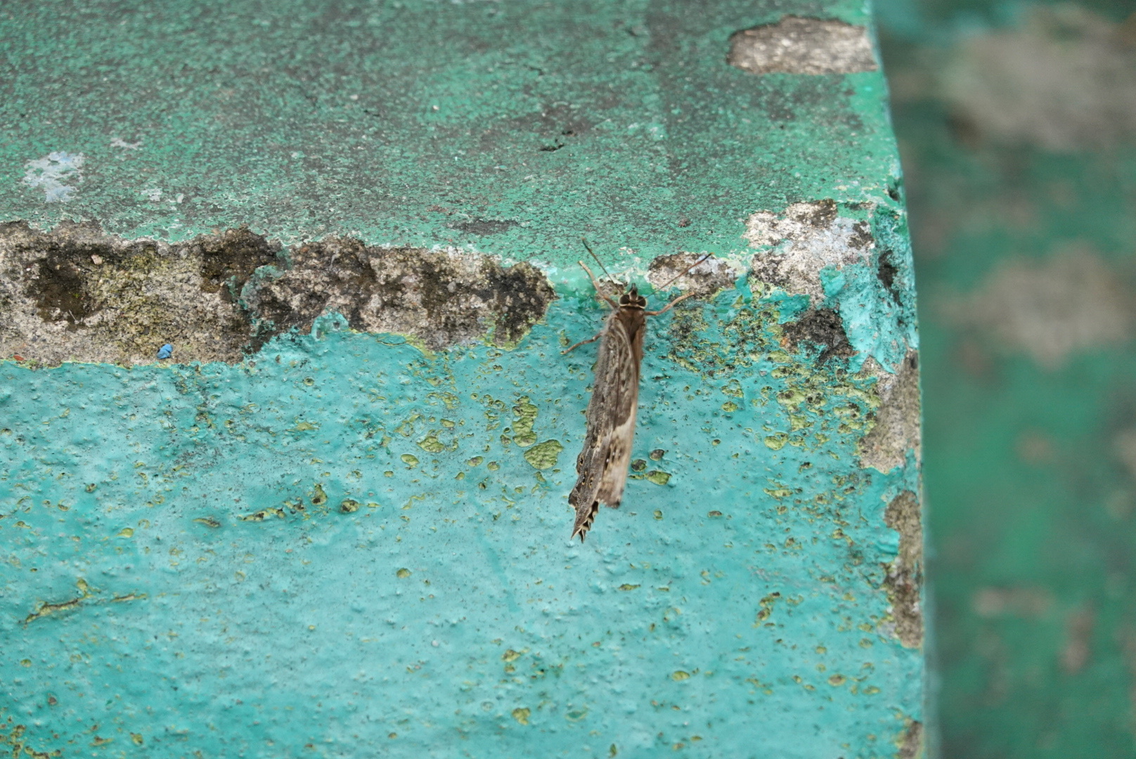 Neope muirheadii (Felder, 1862)