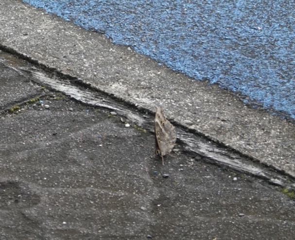 Neope muirheadii (Felder, 1862)