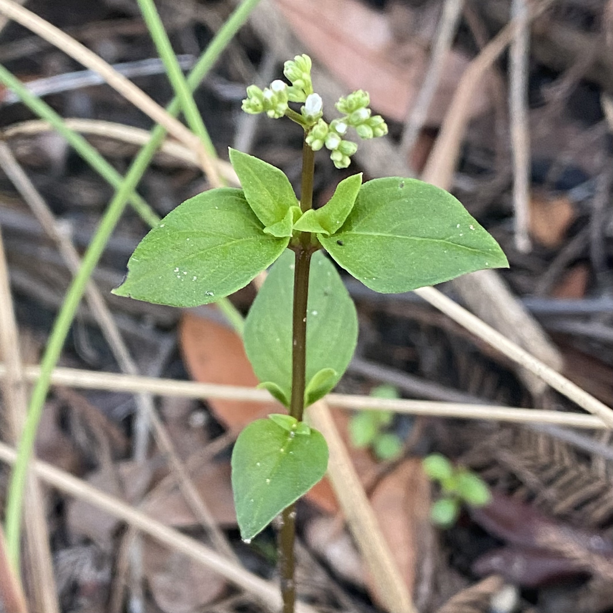 Mitreola petiolata (J.F.Gmel.) Torr. & A.Gray