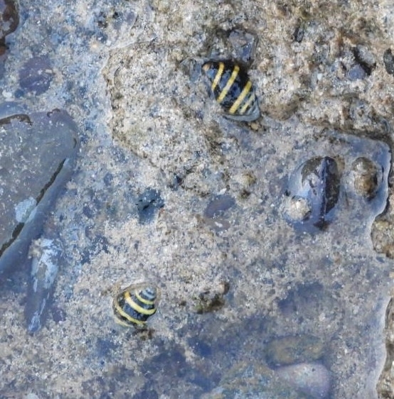 Bumblebee Snail from HP5H+9V, Port Blair, Andaman and Nicobar Islands ...