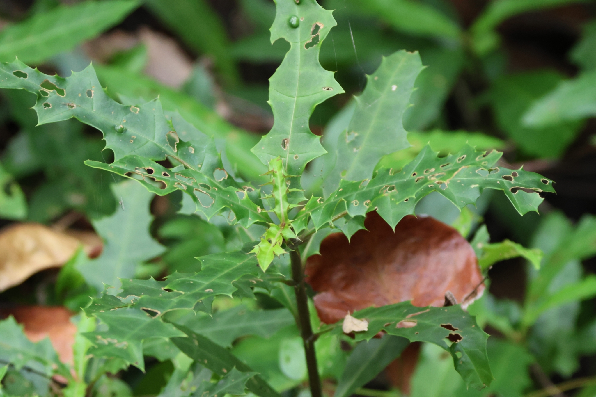 Acanthus ilicifolius L.