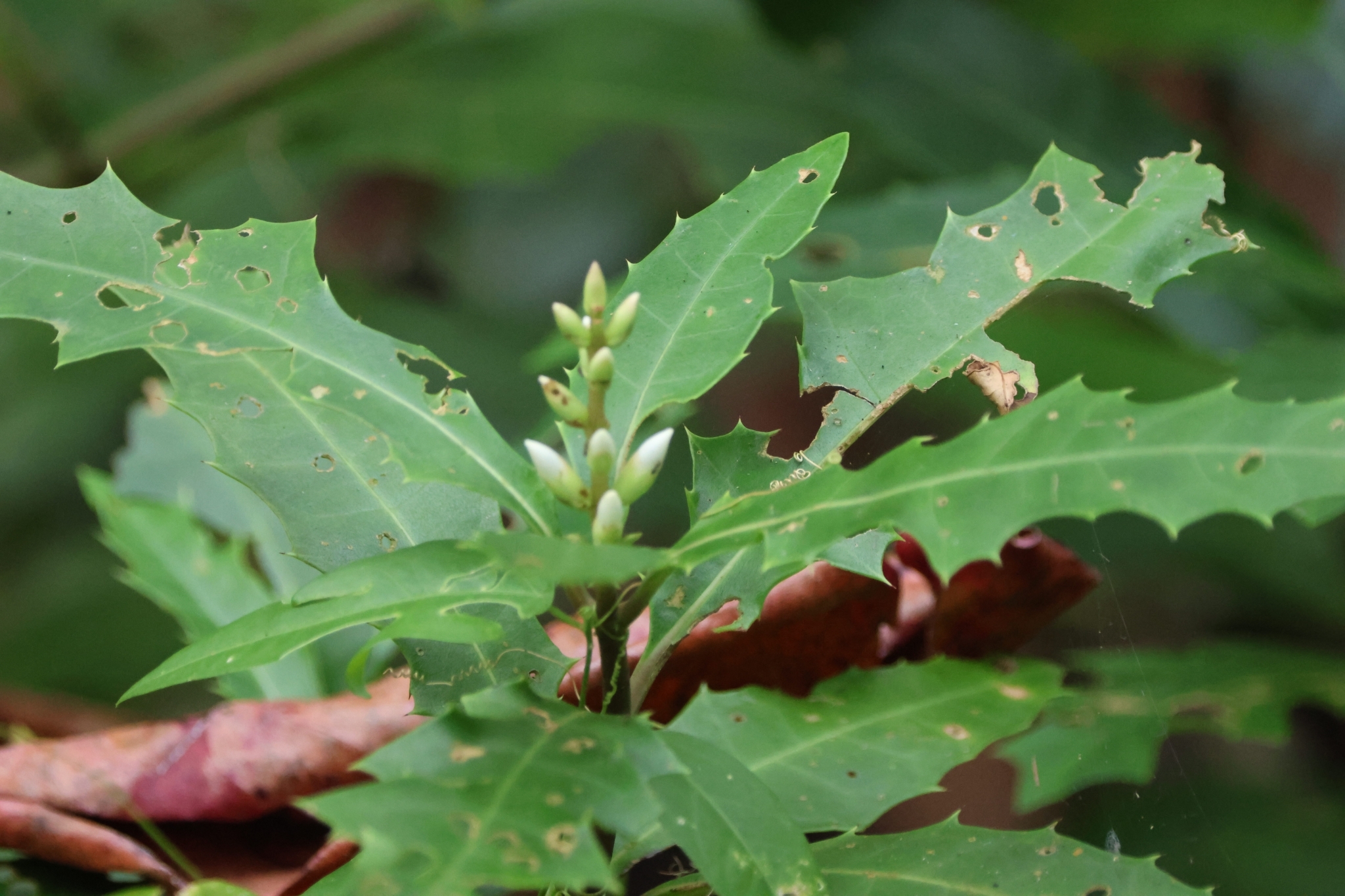 Acanthus ilicifolius L.