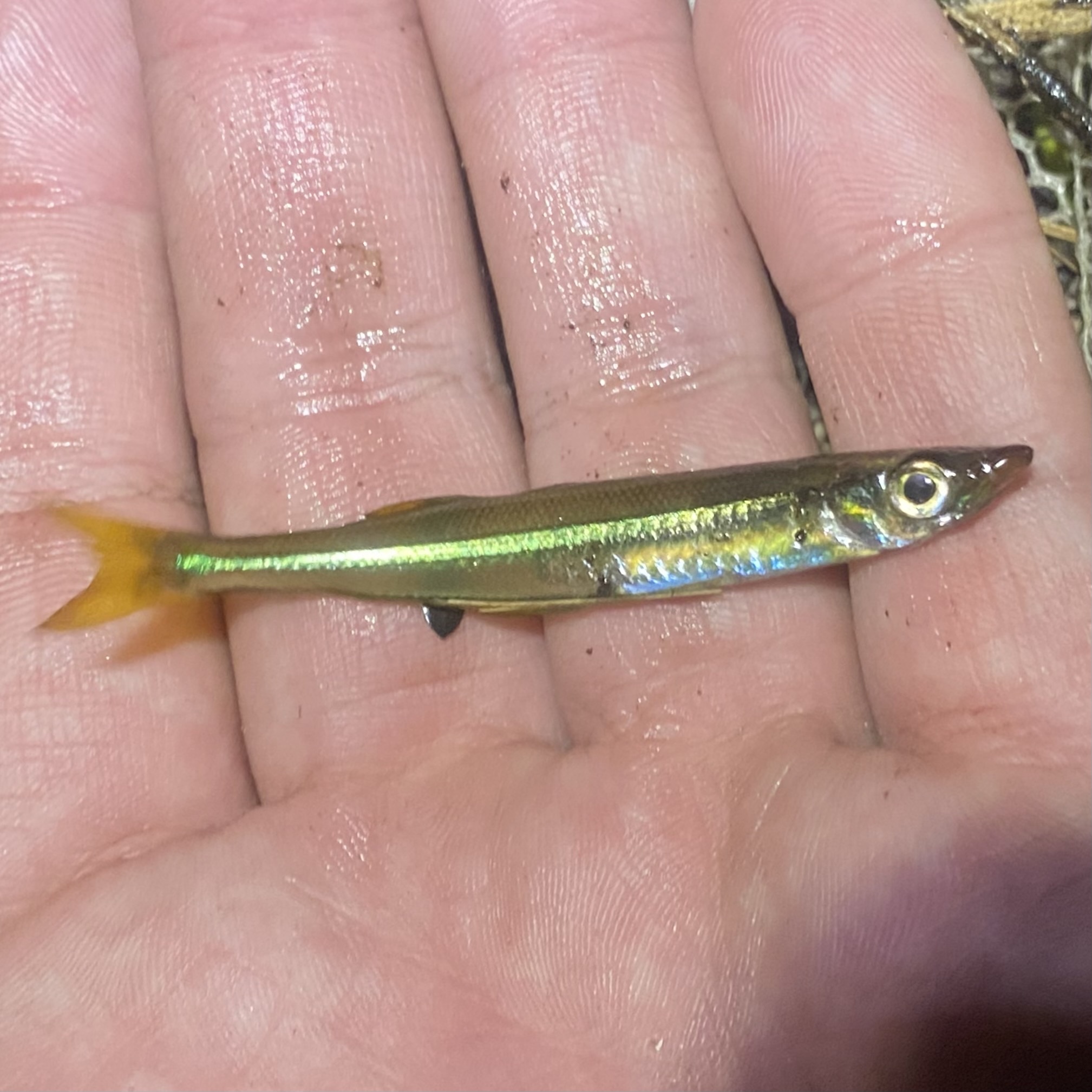 Labidesthes vanhyningi Bean & Reid, 1930