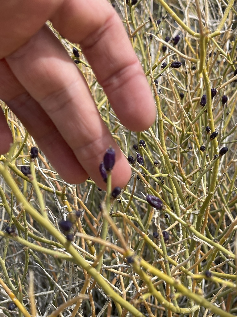 Turpentine Broom from Mojave National Preserve, Essex, CA, US on ...