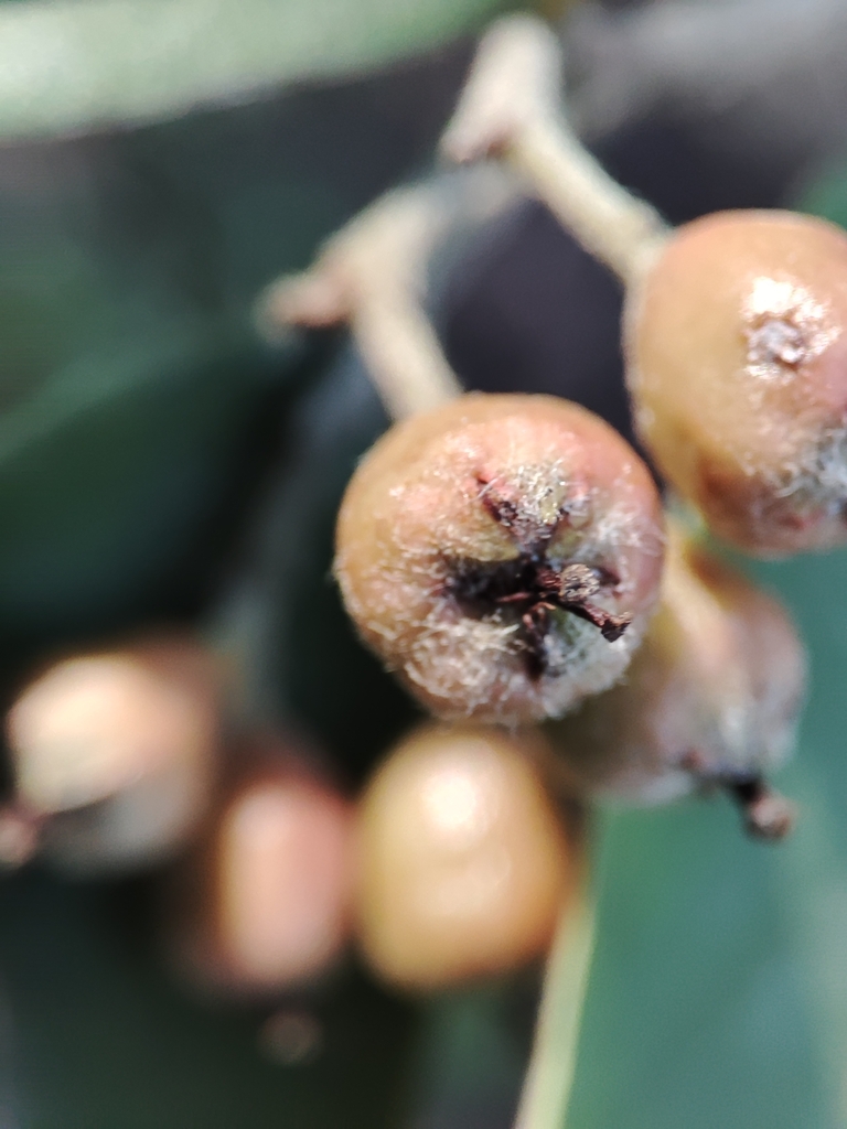 Bright bead cotoneaster from Suite 200 2nd flr Med Cnt Netcare ...