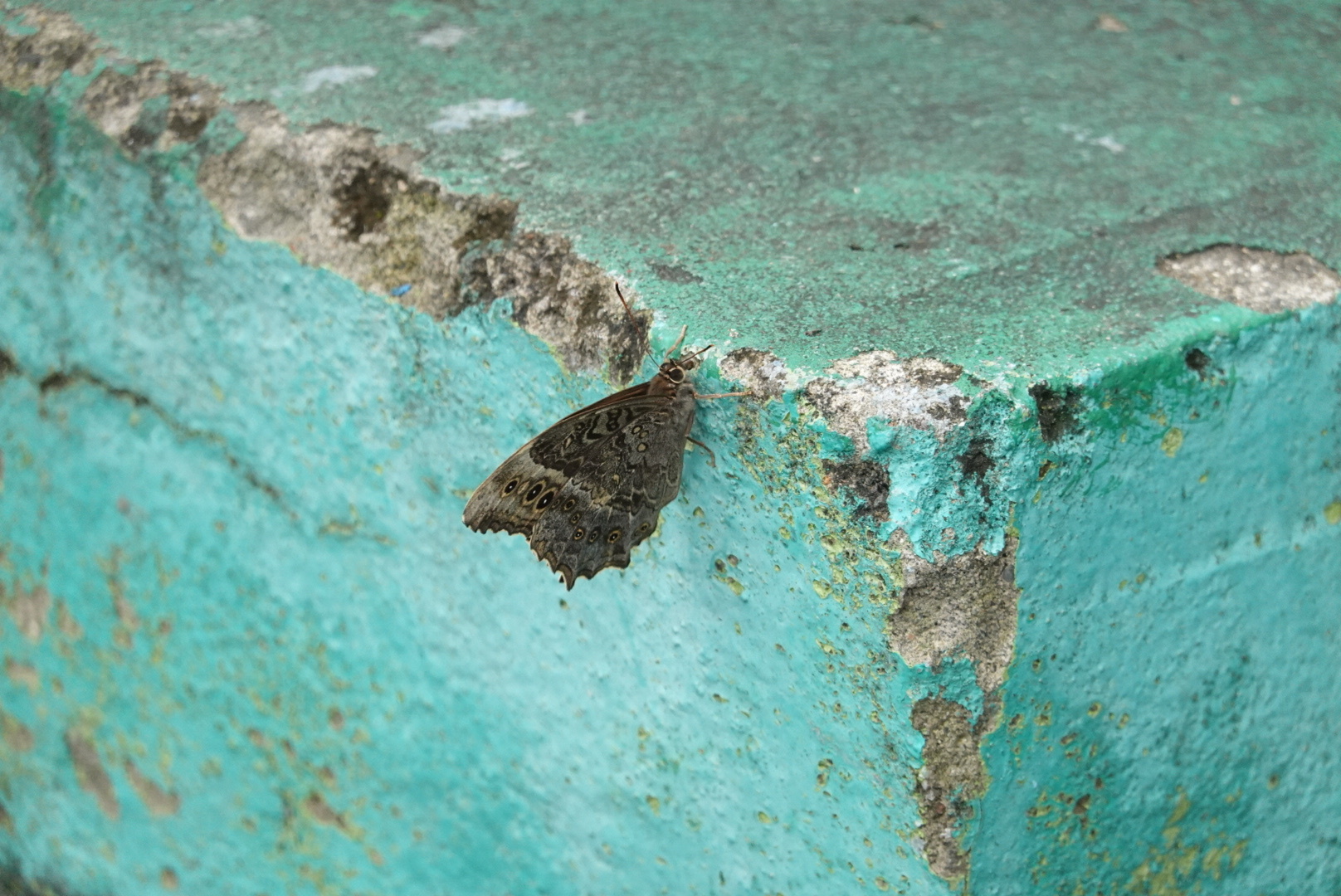 Neope muirheadii (Felder, 1862)