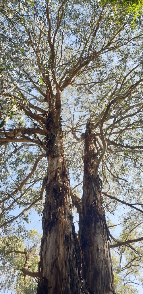 mountain grey gum from Emerald VIC 3782, Australia on February 24, 2023 ...