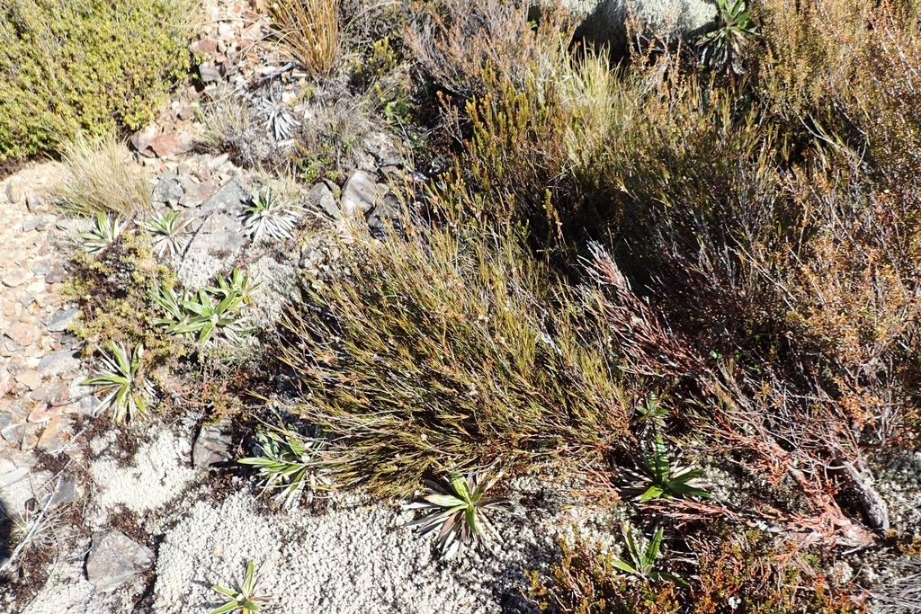 Monoao from Hastings 4171, New Zealand on February 19, 2023 at 04:53 PM ...