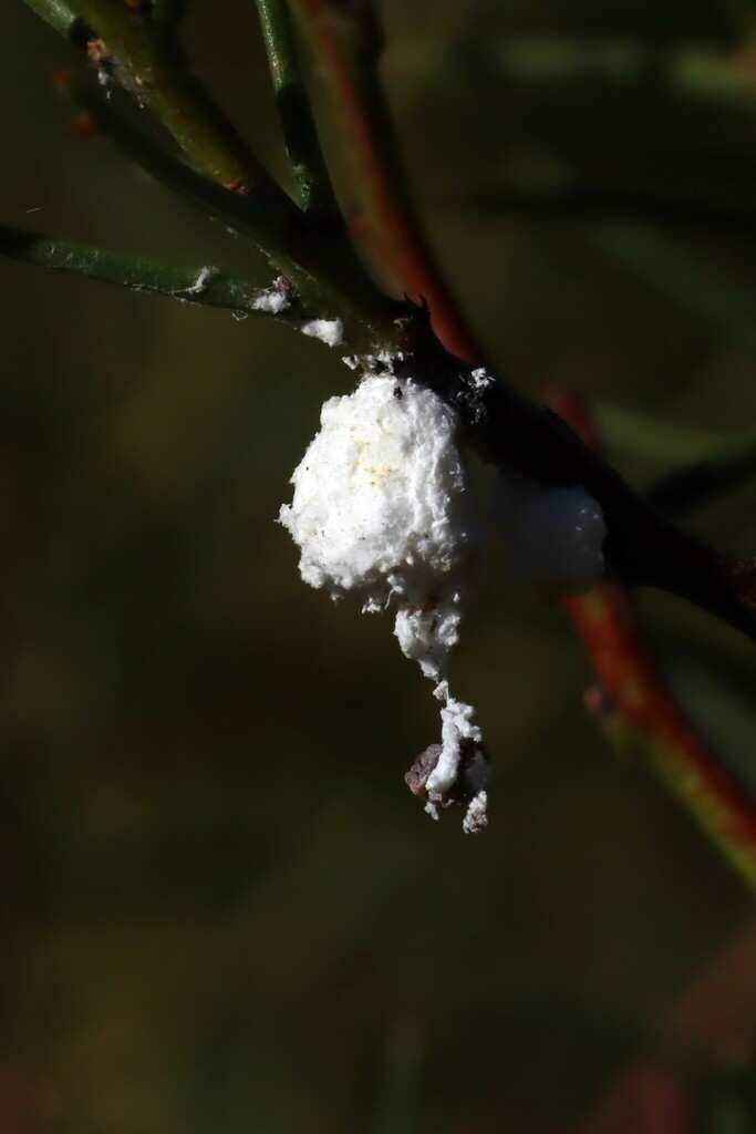 Scale Insects from Kennington VIC 3550, Australia on February 18, 2023 ...