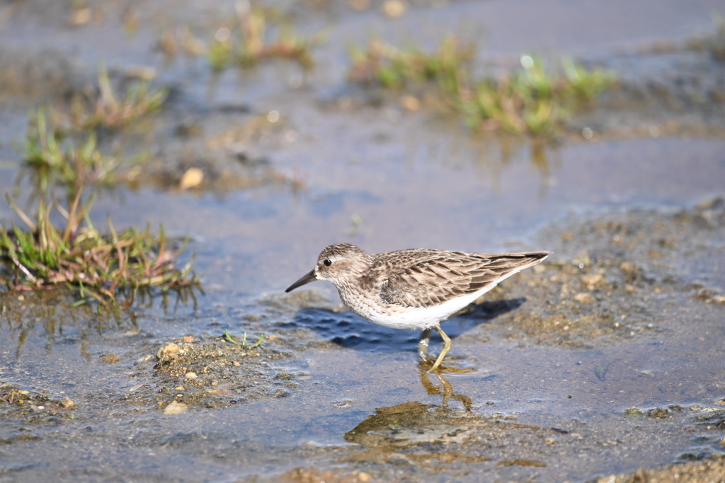 Least Sandpiper from Uc Santa Barbara, Goleta, CA, US on February 23 ...