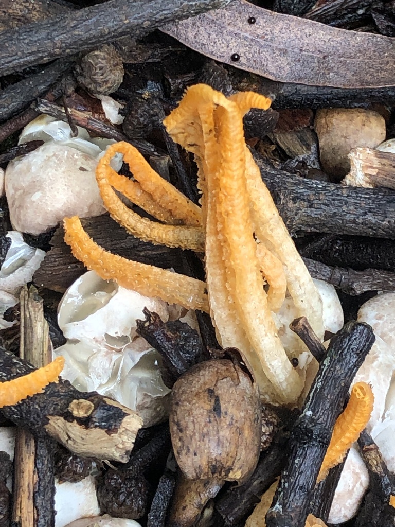 stinky squid from Waterfall Rd, Mount Wilson, NSW, AU on February 24 ...