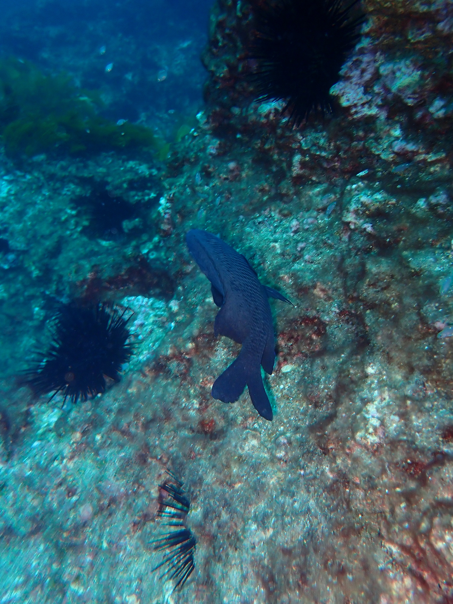 Parma alboscapularis Allen & Hoese, 1975