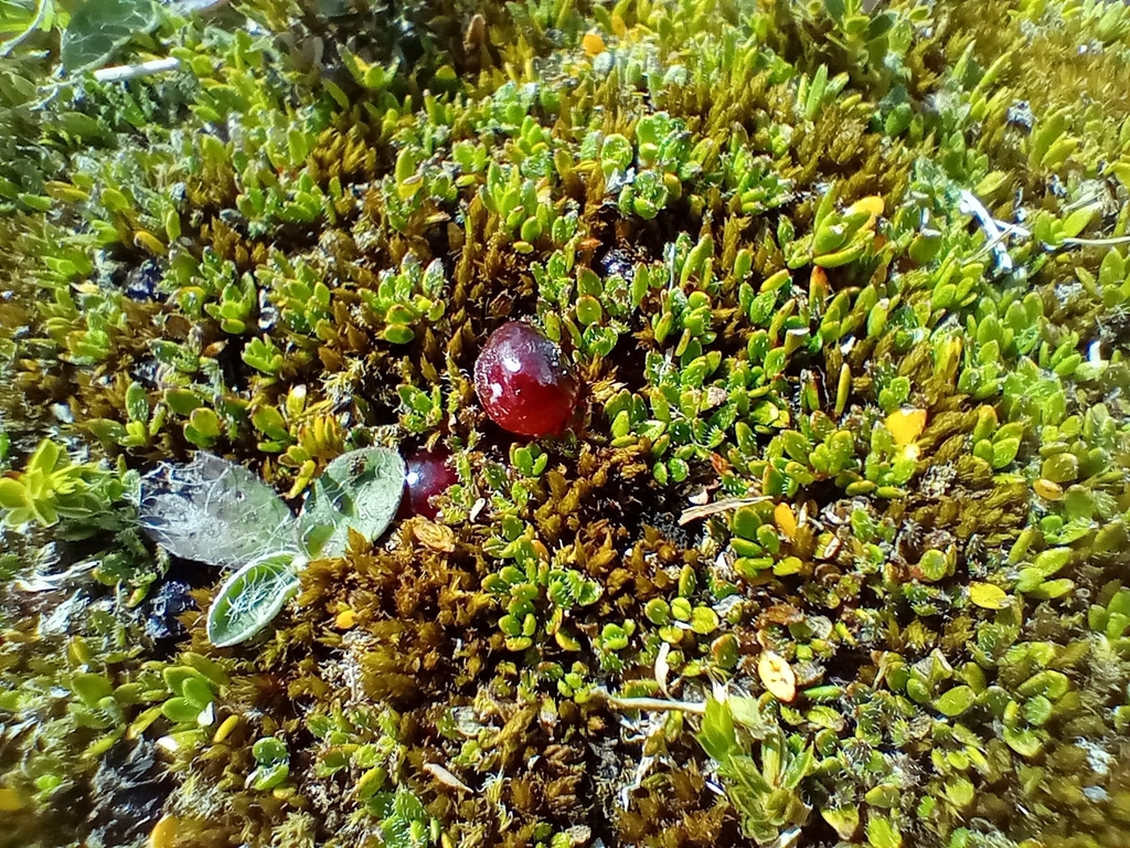 Coprosma atropurpurea from 7999, New Zealand on February 24, 2023 at 03 ...