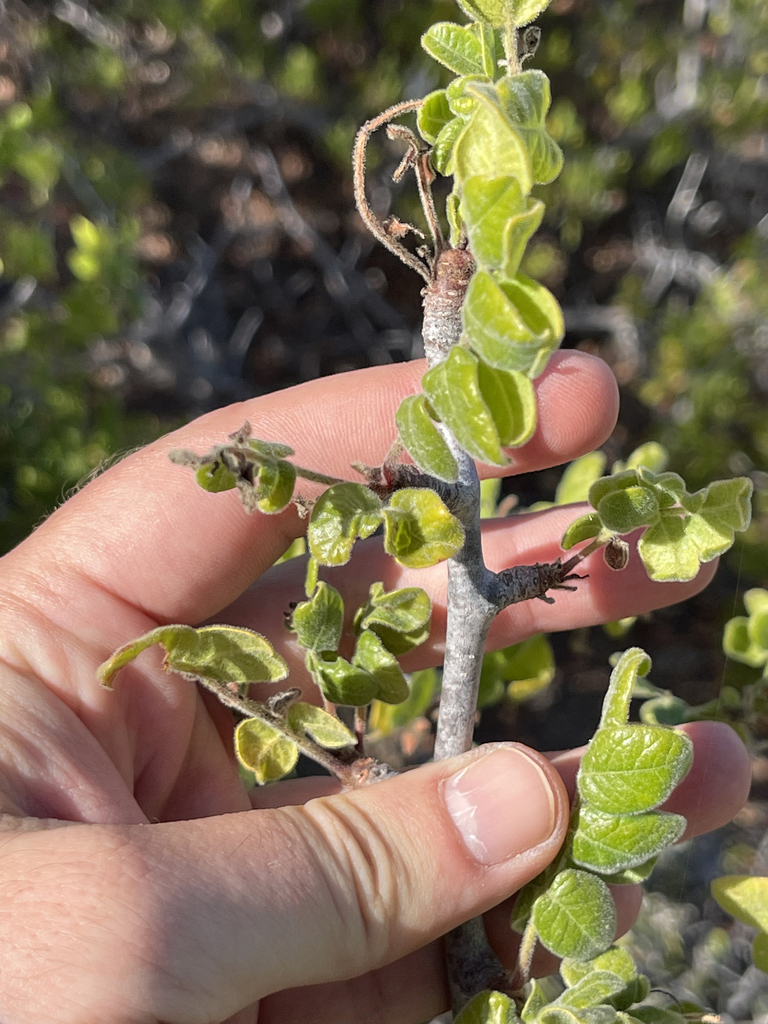 cimarron plum from Comondú Municipality, BCS, Mexico on February 23 ...