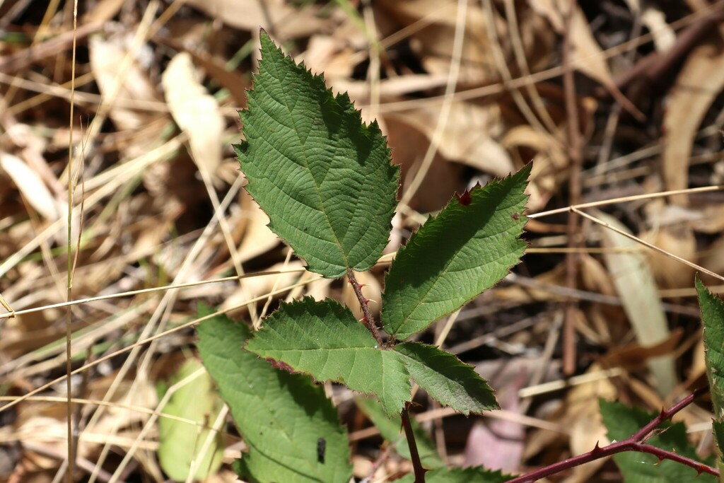 European blackberry complex from Melbourne VIC, Australia on February ...