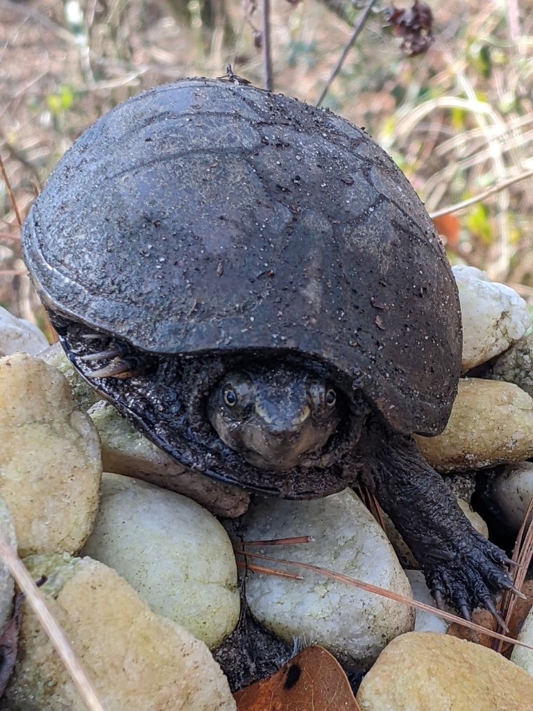 Striped Mud Turtle in February 2023 by pitt_nc. ecoEXPLORE Username ...