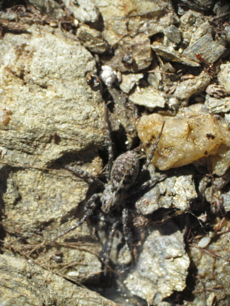 Wolf Spiders from Mount Pisa, New Zealand on February 13, 2023 at 10:15 ...
