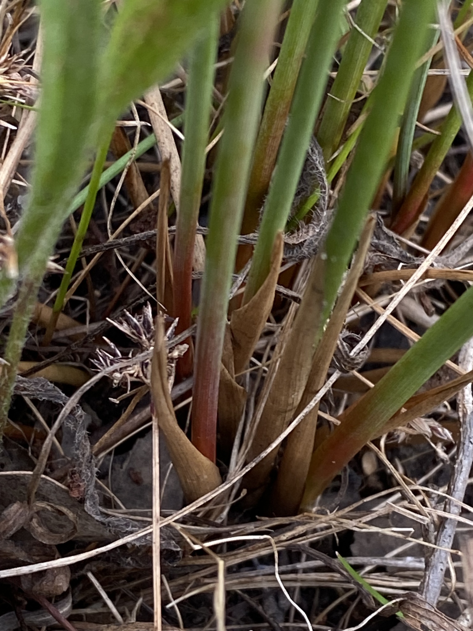 Juncus subsecundus N.A.Wakef.