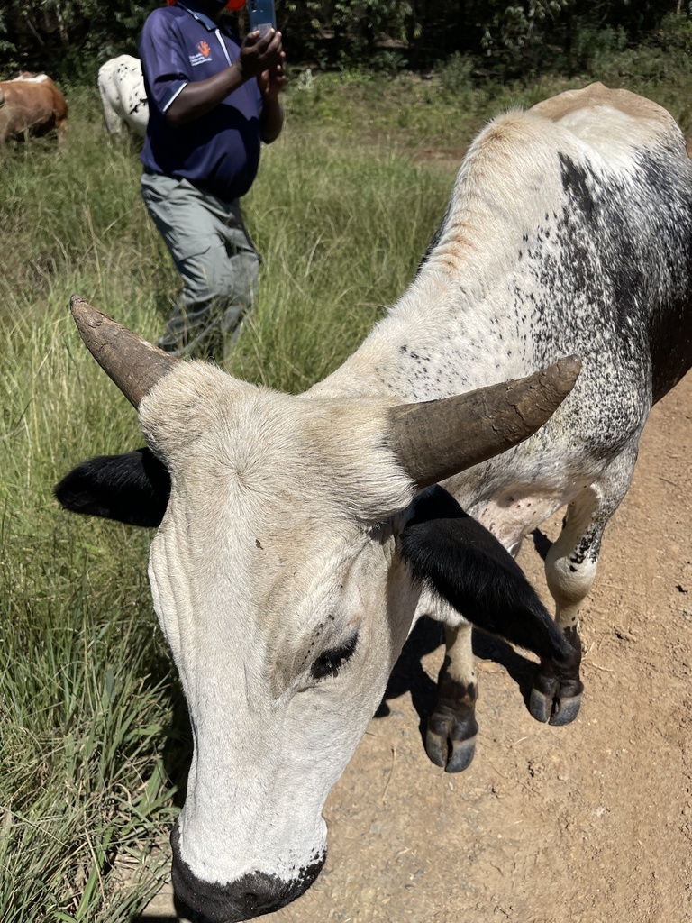 Cattle from Hilton, KZN, ZA on February 24, 2023 at 10:16 AM by ...