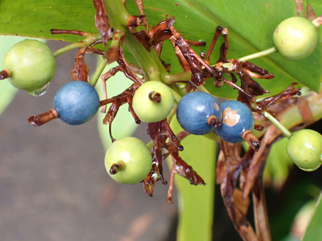 Native Ginger from Montville QLD 4560, Australia on February 24, 2023 ...