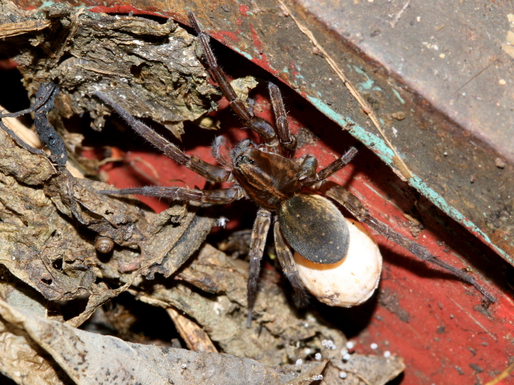 Wolf Spiders from Moregloed, Pretoria, 0186, South Africa on February ...
