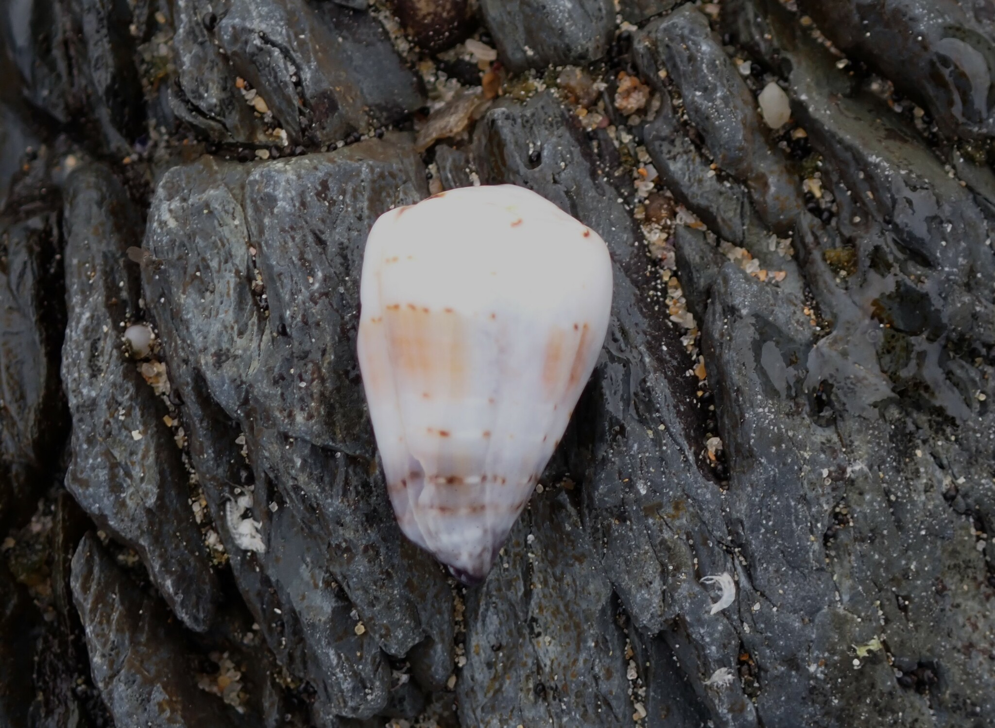 Conus musicus Hwass, 1792