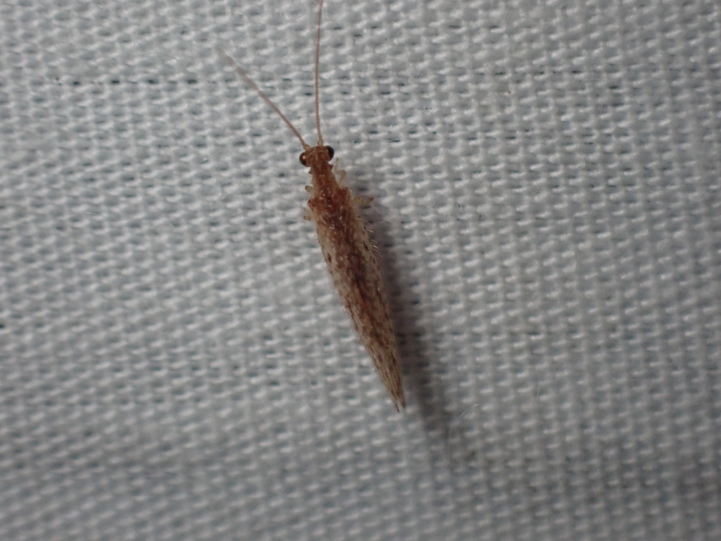Tasmanian Brown Lacewing from 4 Ronald Ct, Somerville VIC 3912 ...