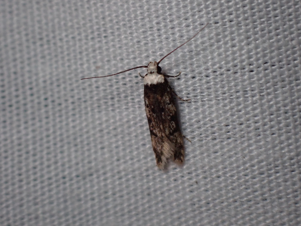 White-shouldered House Moth from 4 Ronald Ct, Somerville VIC 3912 ...