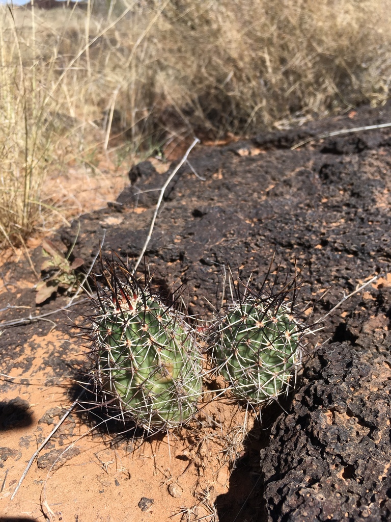 Fendler's Hedgehog Cactus in September 2018 by Cecelia Alexander ...