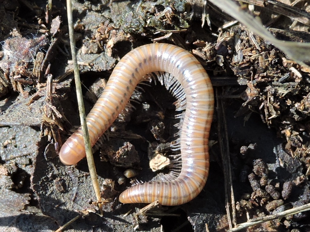 Parajulid Millipedes from Tarrant County, US-TX, US on October 27, 2015 ...